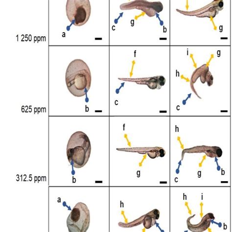 PDF Embryotoxicity And Teratogenicity Of Tamarind Tamarindus Indica