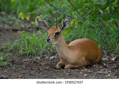 406 Duiker Antelope Stock Photos Images Photography Shutterstock