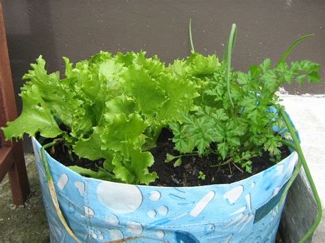 How To Plant And Grow Lettuce In A Container HubPages