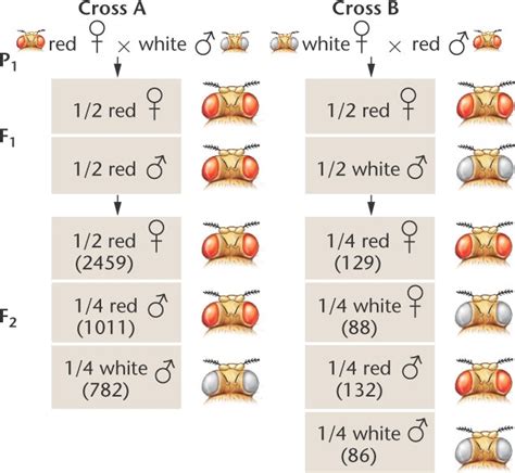 Drosophila X Linkedhtml 0411 Drosophila X Linked