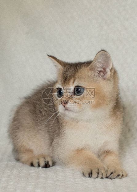 可爱的美国短毛猫小高清图片下载 正版图片502536281 摄图网
