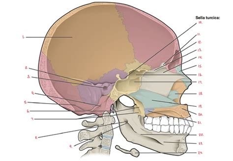 Sagittal Section Flashcards Quizlet