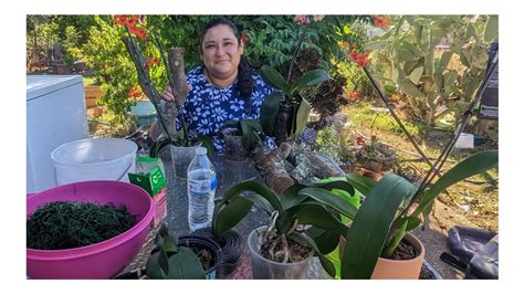 C Mo Cultivar Orqu Deas En Troncos Youtube