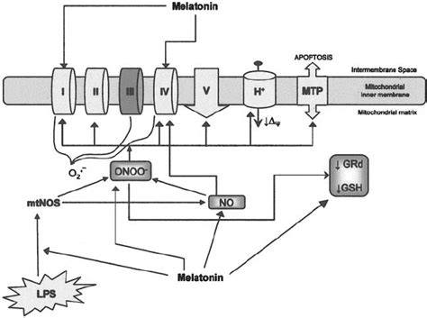 Schematic Representation Of AMT Actions On LPS Induced MtNOS LPS