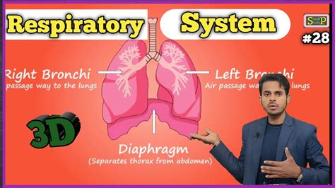 Human Respiratory System Science Class Manav