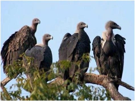 Action Plan For Vulture Conservation 2020 2025