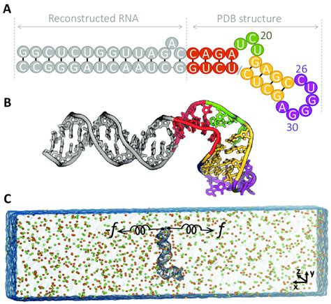 schematic of molecular simulation set up for hiv 1 tar hairpin a rna download scientific
