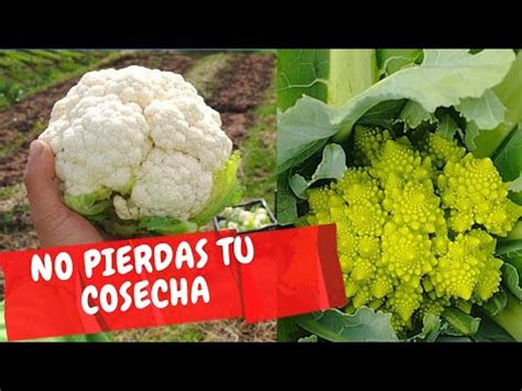 cómo sembrar brócoli coliflor y coles de manera orgánica sin químicos