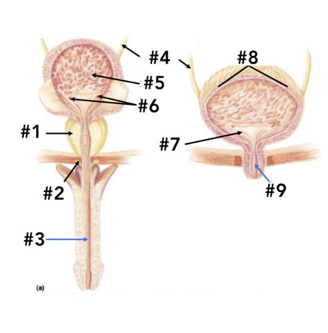 Renal System Urinary Lecture 31 Exam 5 Flashcards Quizlet