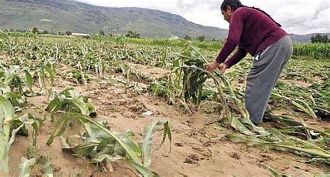 Seguro Agrícola Catastrófico brindará cobertura a 1 6 millones de