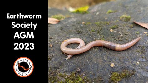 Earthworm Society Agm 2023 Earthworm Society Of Britain
