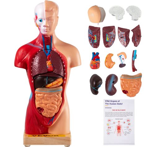 Buy VEVOR Human Torso Anatomy Model 15 Parts 11 Inch Human Body Model