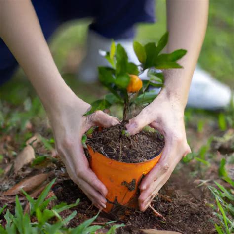 Descubra Os Segredos Para Plantar Laranja Sucesso