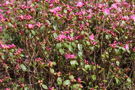 Rhododendron Brittany Société des rhododendrons du Québec