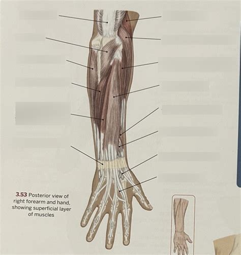 1103 Muscle Of The Forearm And Hand POSTERIOR SUPERFICIAL Diagram Quizlet