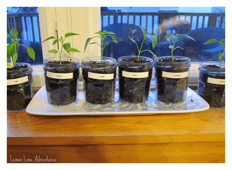 Bio Experiment Relating To Plants