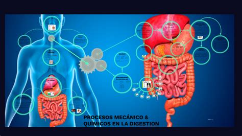 Procesos Mec Nico Qu Micos En La Digestion By Apsis Gorh On Prezi