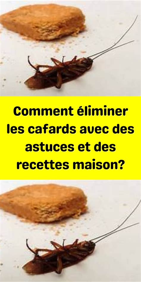 Comment éliminer les cafards avec des astuces et des recettes maison