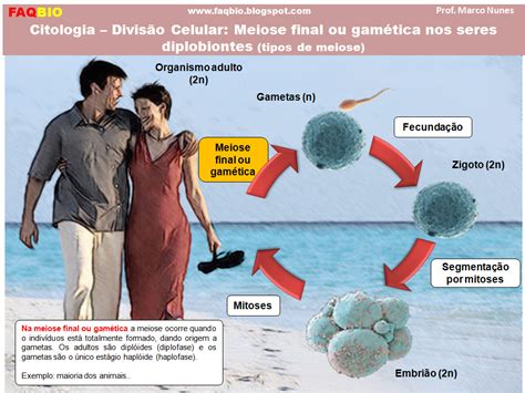FAQBIO Apoio Ao Estudo De Biologia Ficha Resumo Citologia Tipos