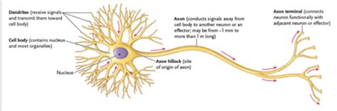 Lecture Neurons Synapses Flashcards Quizlet