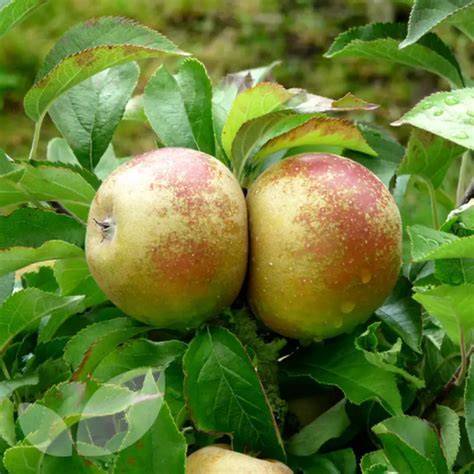 Egremont Russet Bare Root AppleWise