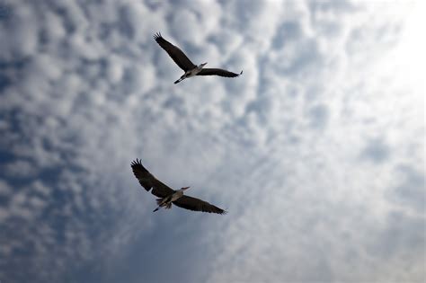 新增功能 天空 云 Pixabay上的免费照片 Pixabay