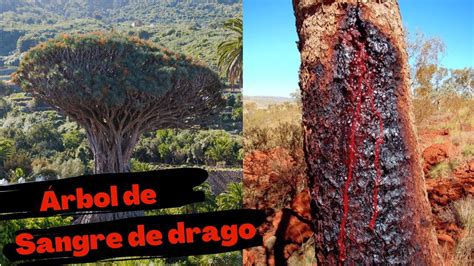 La que nunca llora Leyenda del árbol de sangre de drago YouTube