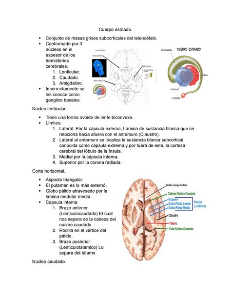 Cuerpo Estriado Conjunto De Masas Grises Subcorticales Del