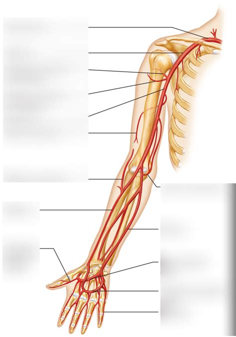 Arteries Of Upper Shoulder And Arm Diagram Quizlet