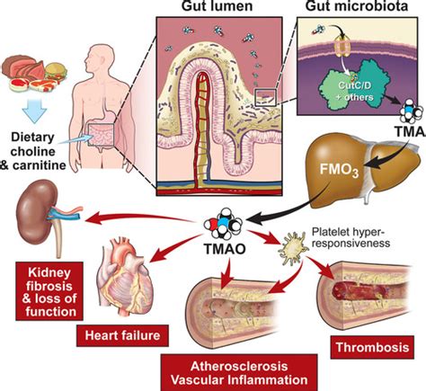 Gut Microbiota And Cardiovascular Disease Circulation Research