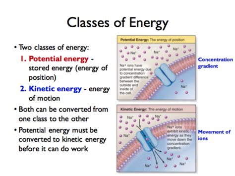 Unit 2 Cellular Respiration Flashcards Quizlet