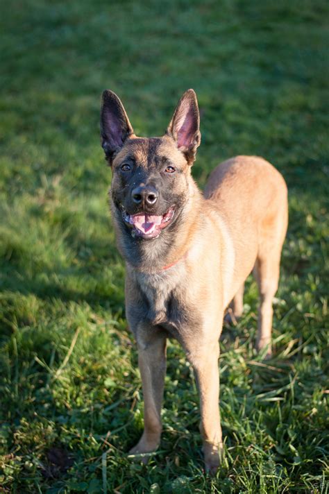 APAGI Seven CHIEN Type Berger Belge Malinois à la robe Fauve masque noir