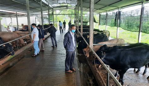 Tổng hợp với hơn 95 mô hình nuôi bò trang trại mới nhất Eteachers