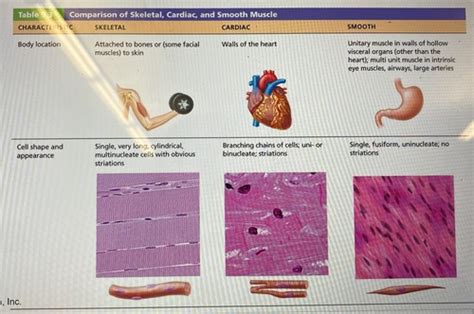 Chapter Muscles And Muscle Tissue Flashcards Quizlet