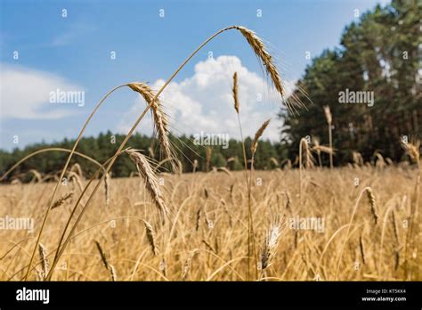 Gold Wheat Field Stock Photo Alamy