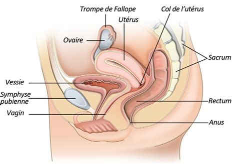 Appareil gynécologique féminin Appareil reproducteur et génital féminin