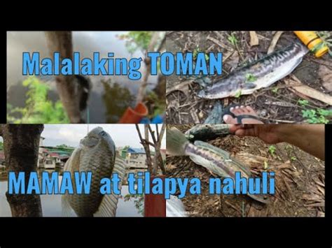 Malalaking TOMAN Ang Nahuli Ni Hubby May Tilapya Din Tiksayfishing