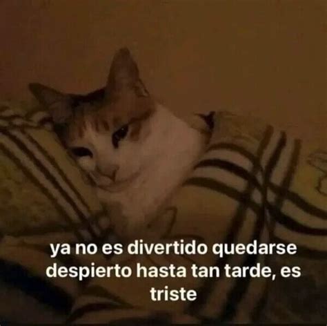 Meme De Gato Triste Meme Subido Por Leonidesburgos Memedroid