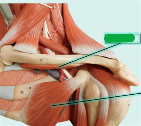 Muscles Of The Shoulder And Upper Limb Flashcards Quizlet