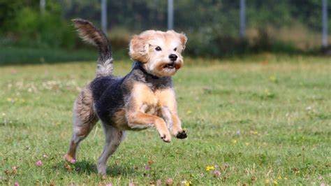 Mezclas de perros Todo lo que deberías saber