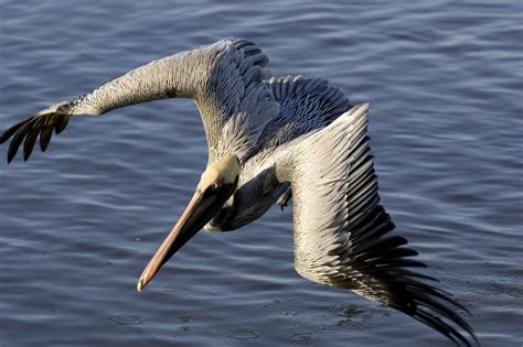 Fotos gratis mar naturaleza Oceano pájaro ala pelícano ave