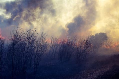 La Hierba Quema En Un Prado El Fuego Y El Humo Destruyen Toda La Vida