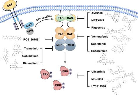 Mapk Signaling Pathway