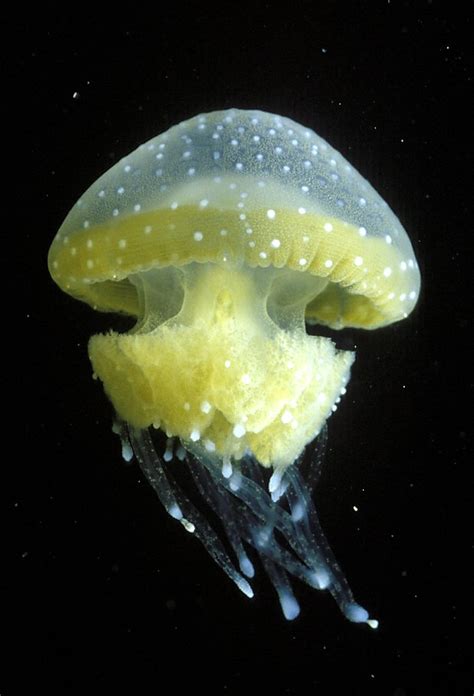 White Spotted Jellyfish The Australian Museum