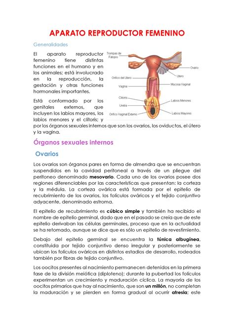 Aparato Reproductor Femenino Resumen Y Características En Pocas Palabras