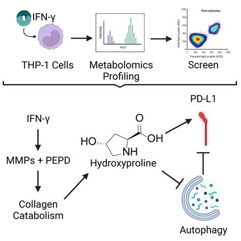 Hydroxyproline Metabolism Enhances Ifn Induced Pd L Expression And