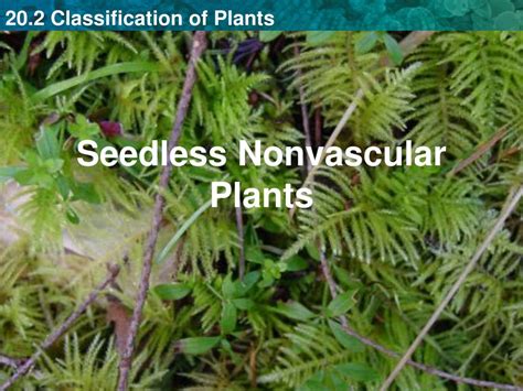 PPT Seedless Nonvascular Plants PowerPoint Presentation Free
