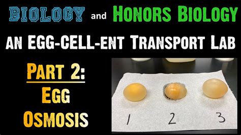 Osmosis Lab Report Using Eggs
