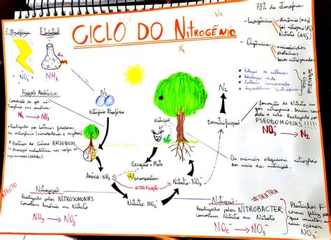 MAPA MENTAL SOBRE CICLO DO NITROGÊNIO Maps4Study