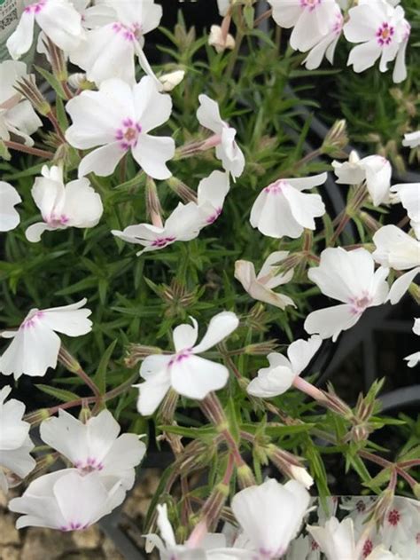 Phlox Subulata Amazing Grace Wholesale Nursery Nurseries In